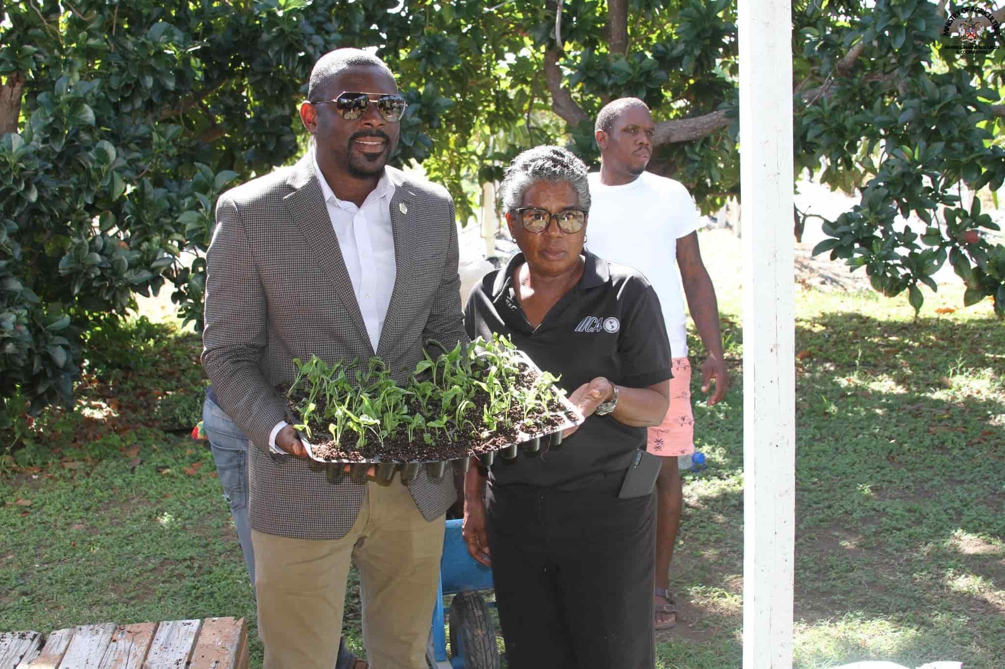 St Vincent gifts 7,000 Pineapple, Banana plants to St Kitts and Nevis ...