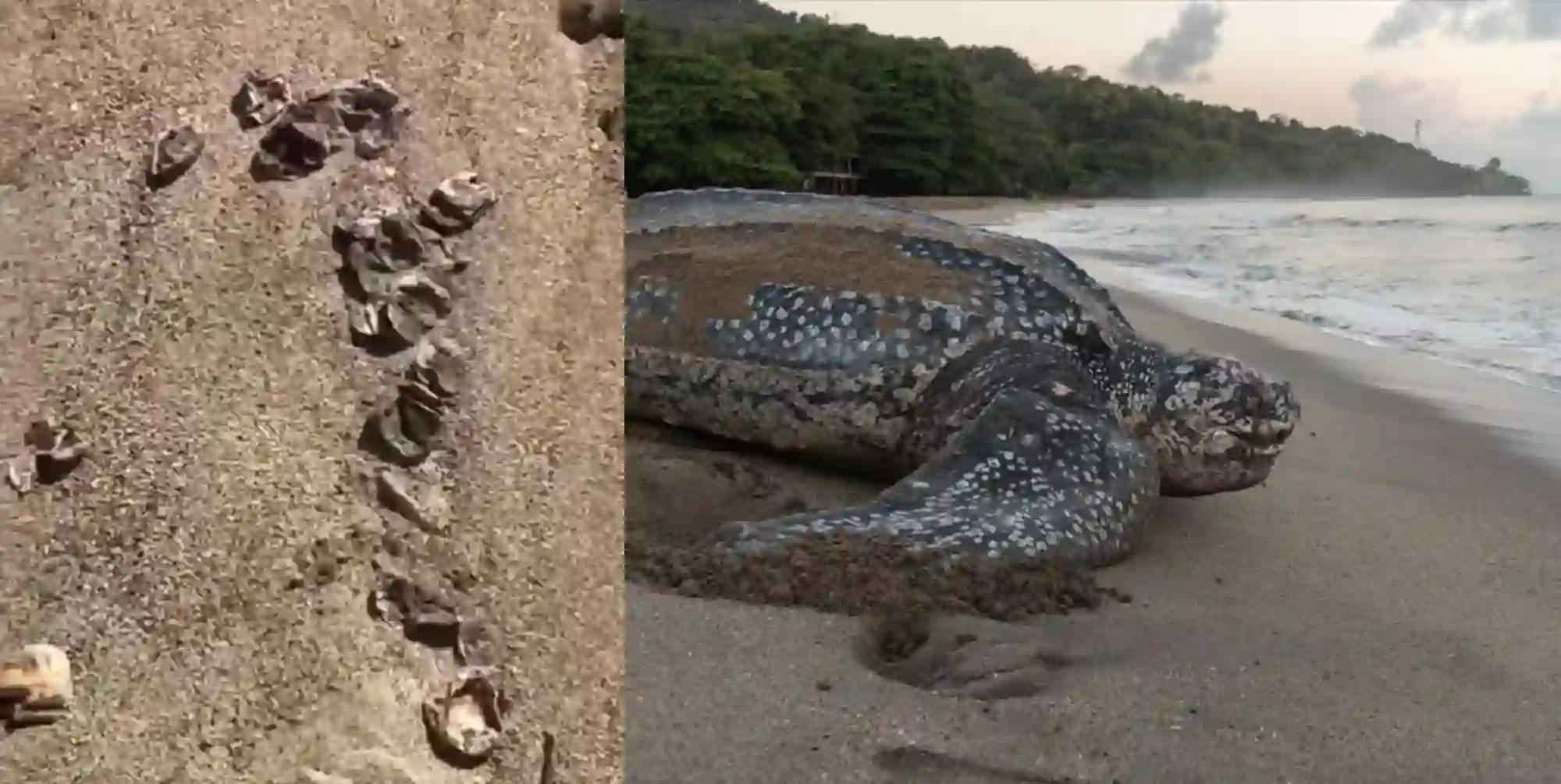 Tobago landowner sparks outrage by destroying multiple turtle eggs with ...